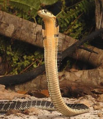 53 darab királykobra a kocsiban | Hír.ma